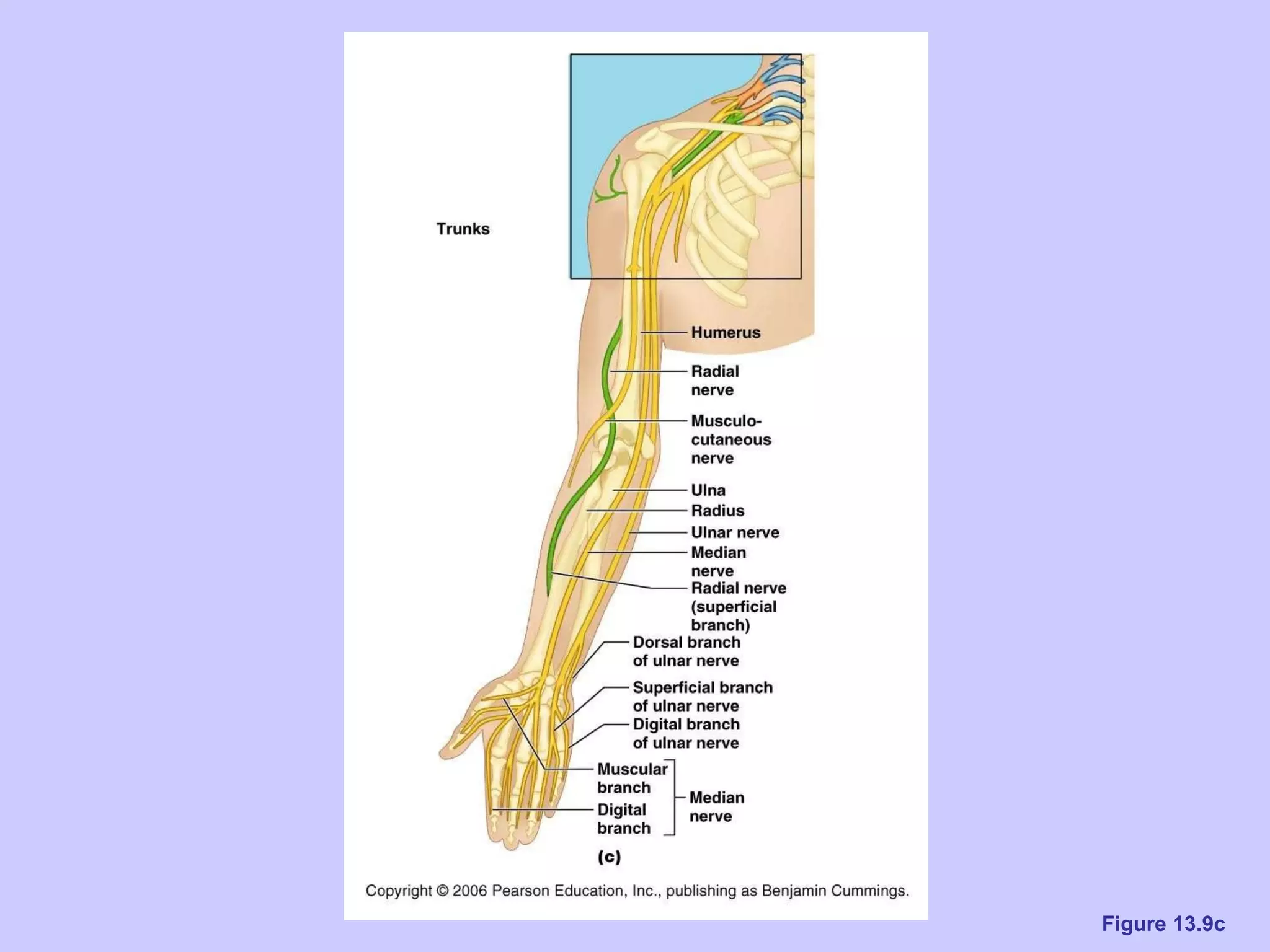 Ch 13 the peripheral nervous system and nervous activity | PPT