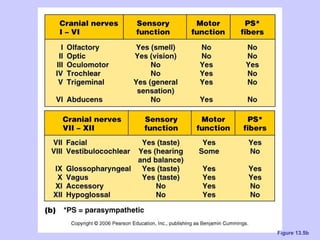 Ch 13 the peripheral nervous system and nervous activity | PPT