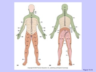 Shingles Leg Dermatome