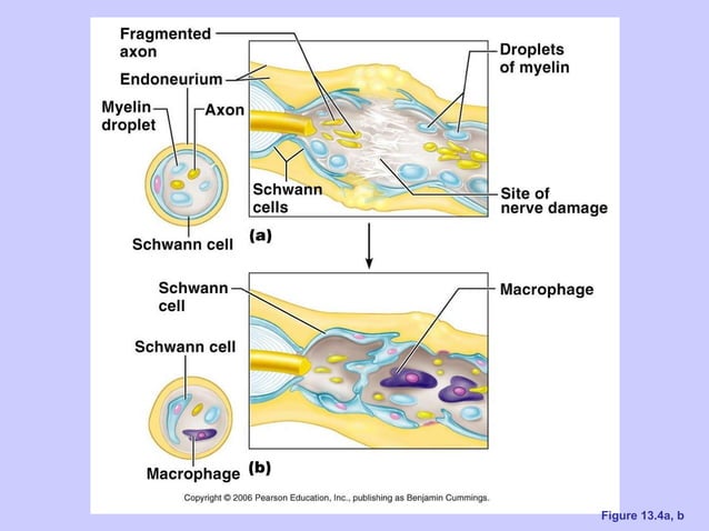 Ch 13 the peripheral nervous system and nervous activity | PPT