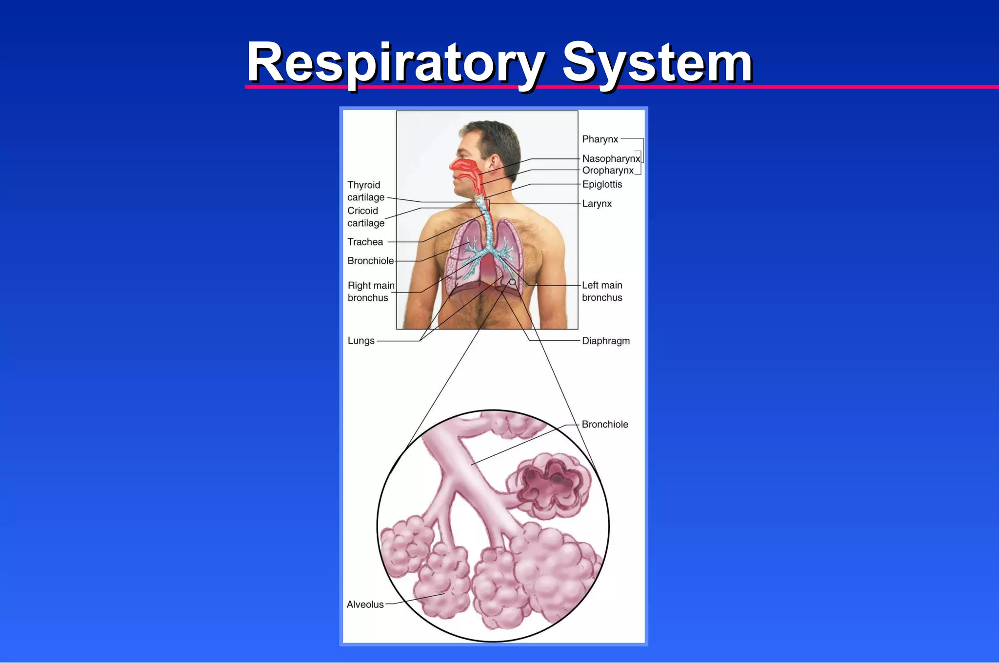 Respiratory Emergencies | PPT
