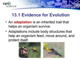 Ch13 evolutionsection1 evidence redone | PPT