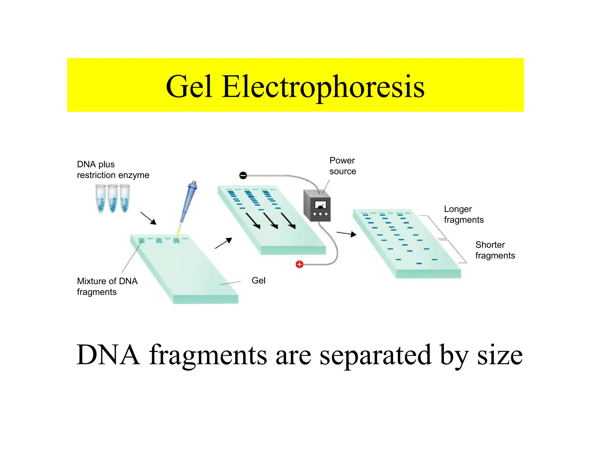 Genetic Engineering Notes chapternWP.pdf