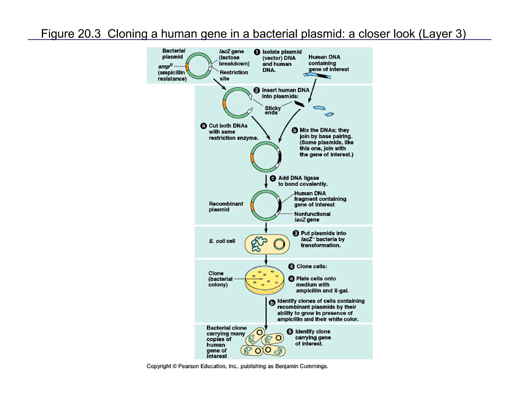 Genetic Engineering Notes chapternWP.pdf