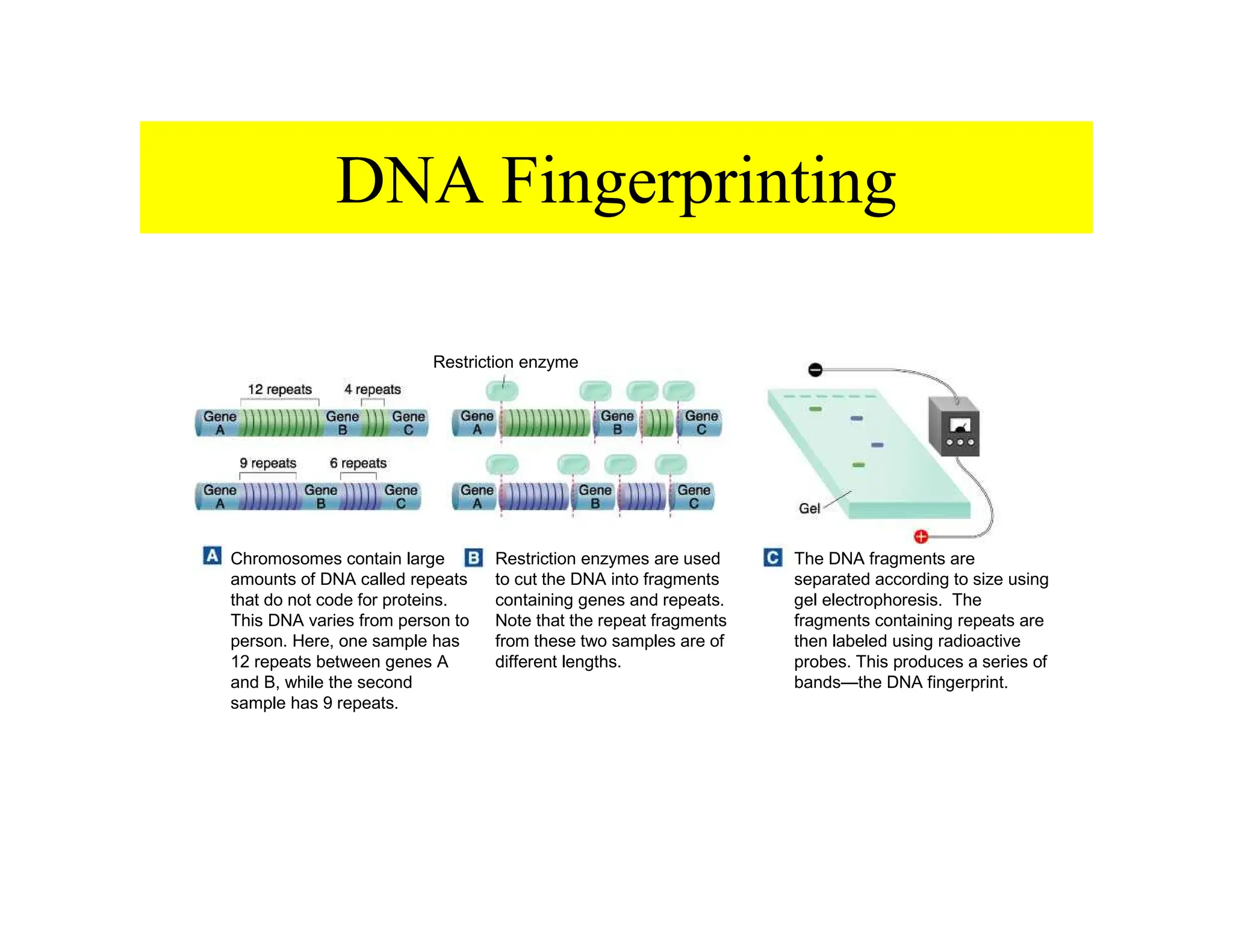 Genetic Engineering Notes chapternWP.pdf