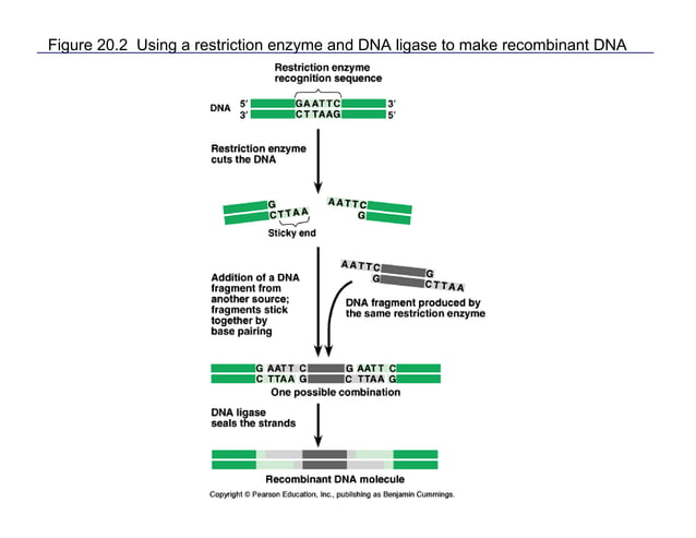 Genetic Engineering Notes chapternWP.pdf