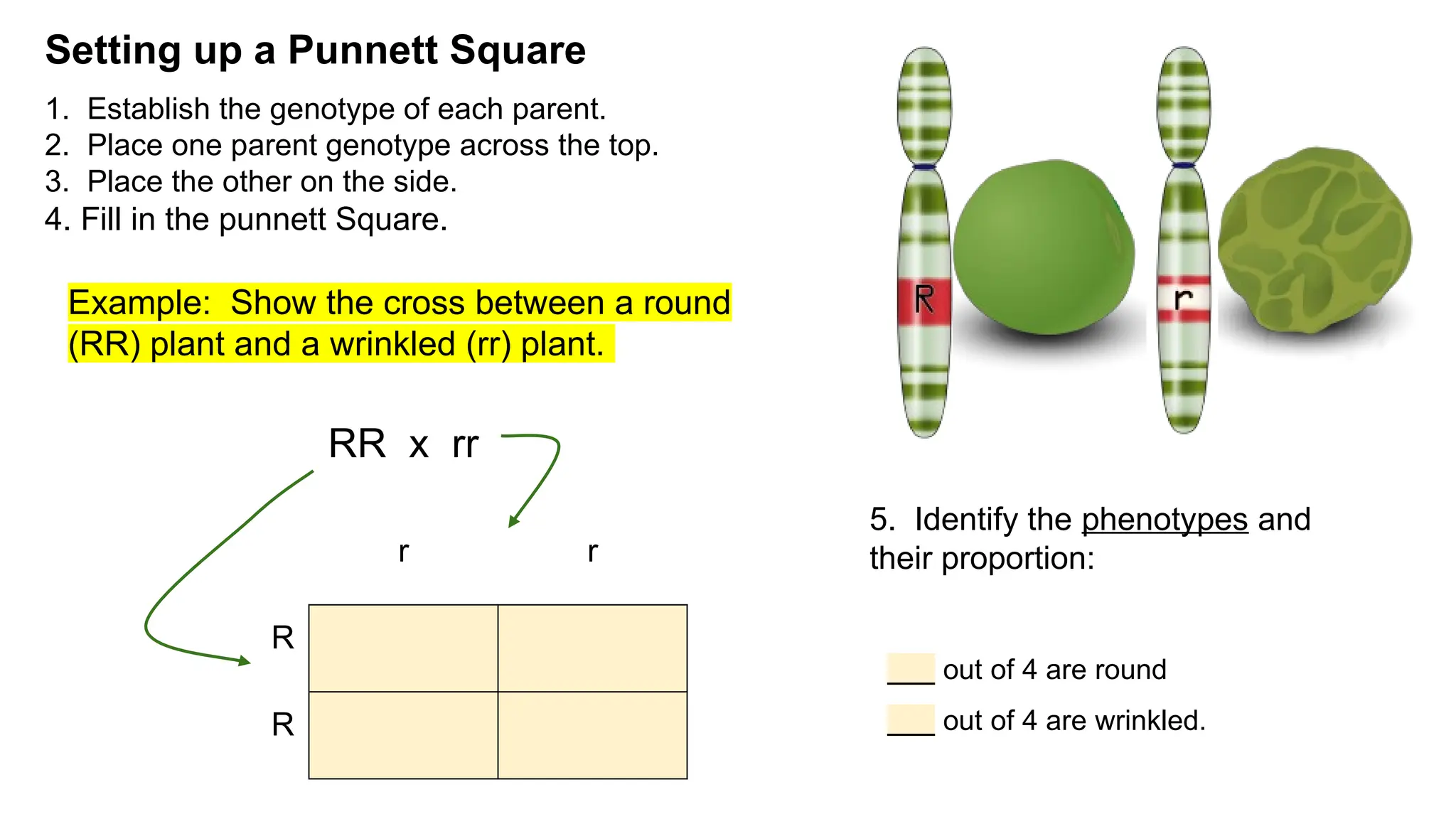 Ch 13 Genetics - Punnett Squares (R).pptx