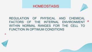 CH 13 HOMEOSTASIS.pptx