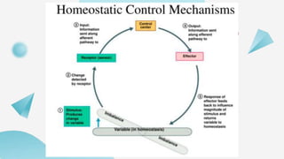 CH 13 HOMEOSTASIS.pptx