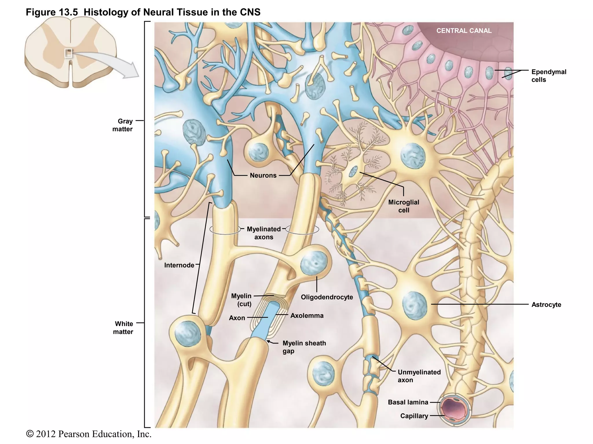 Ch13lecturepresentation 140918213440-phpapp02 | PPT