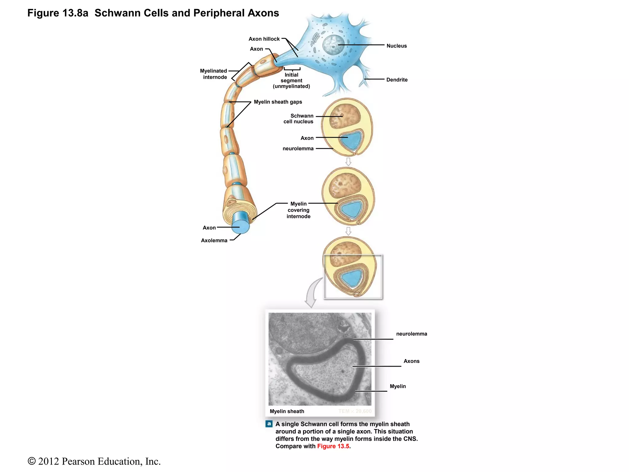 Ch13lecturepresentation 140918213440-phpapp02 | PPT