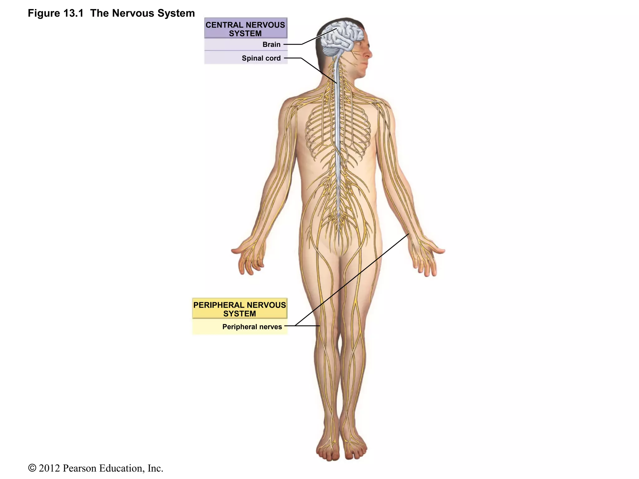 Ch13lecturepresentation 140918213440-phpapp02 | PPT