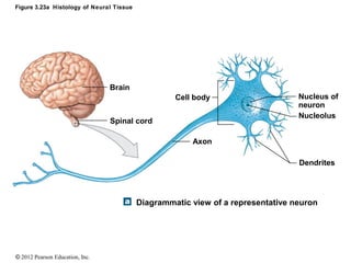 Ch13lecturepresentation 140918213440-phpapp02 | PPT