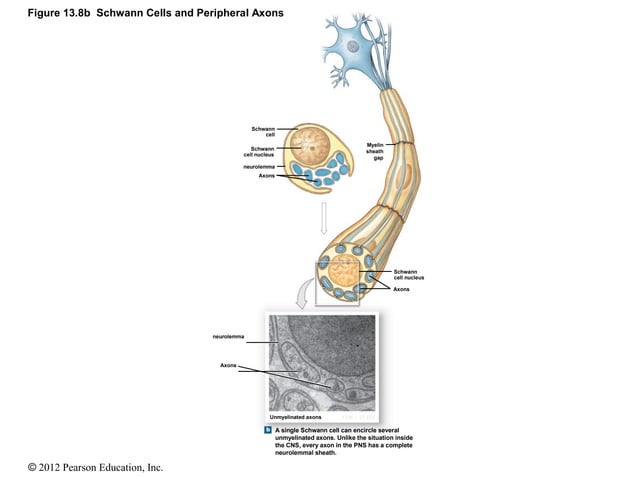 Ch13lecturepresentation 140918213440-phpapp02 | PPT | Free Download