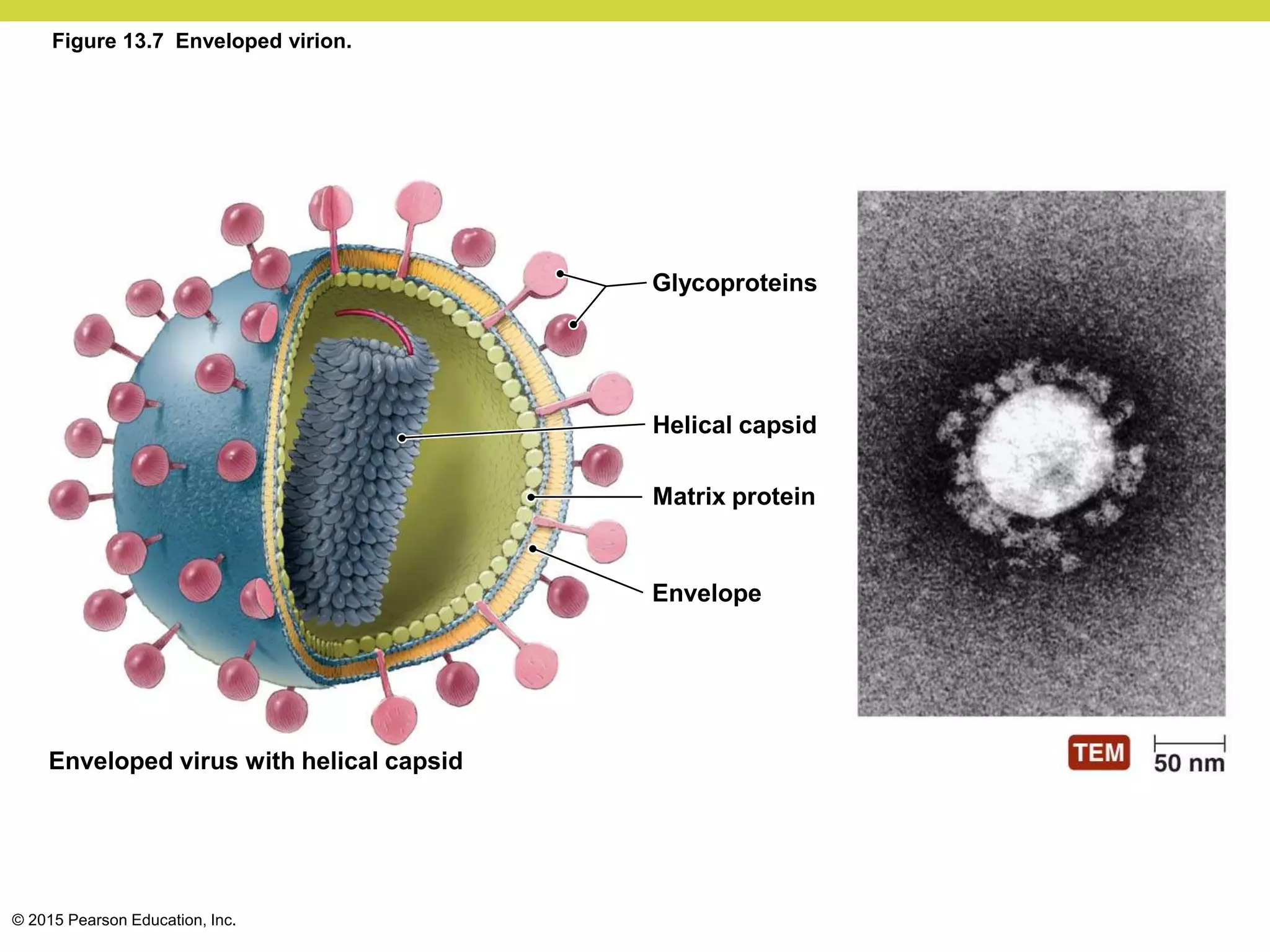Ch13lecturepresentation 150831183242-lva1-app6892 | PPT