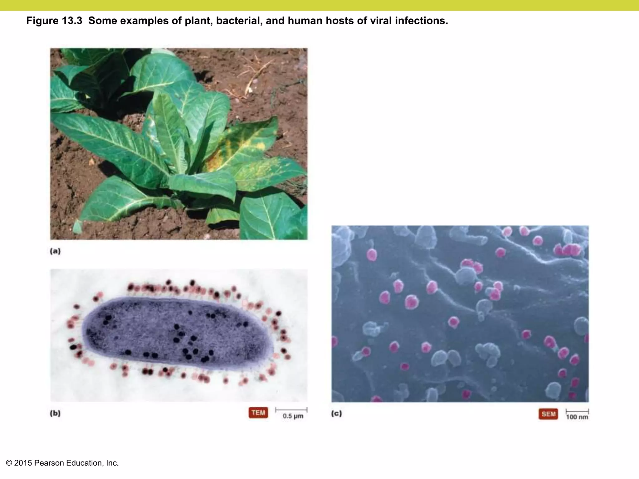 Ch13lecturepresentation 150831183242-lva1-app6892 | PPT