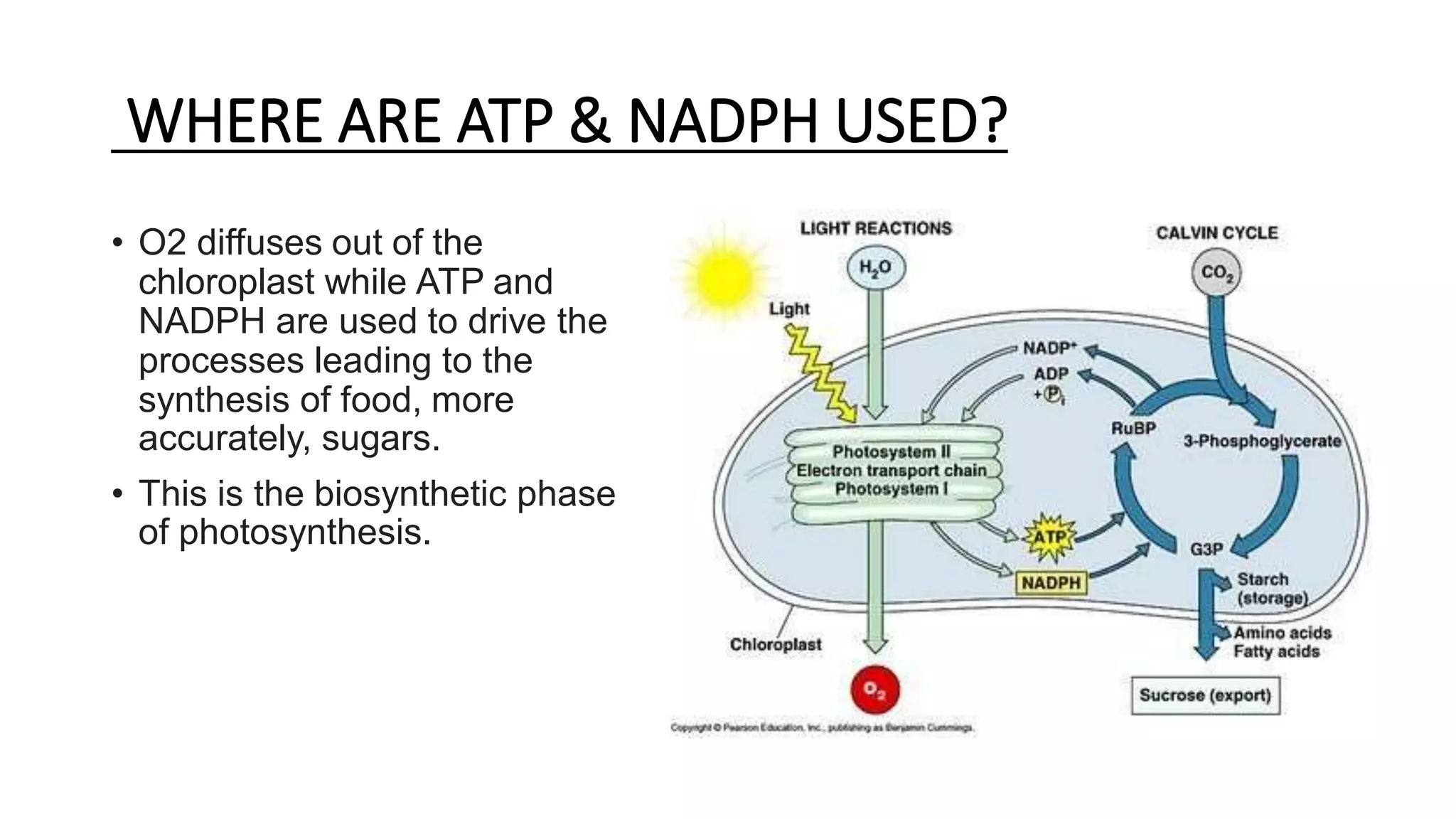 Ch 13 photosynthesis in higher plants xi (1) | PDF