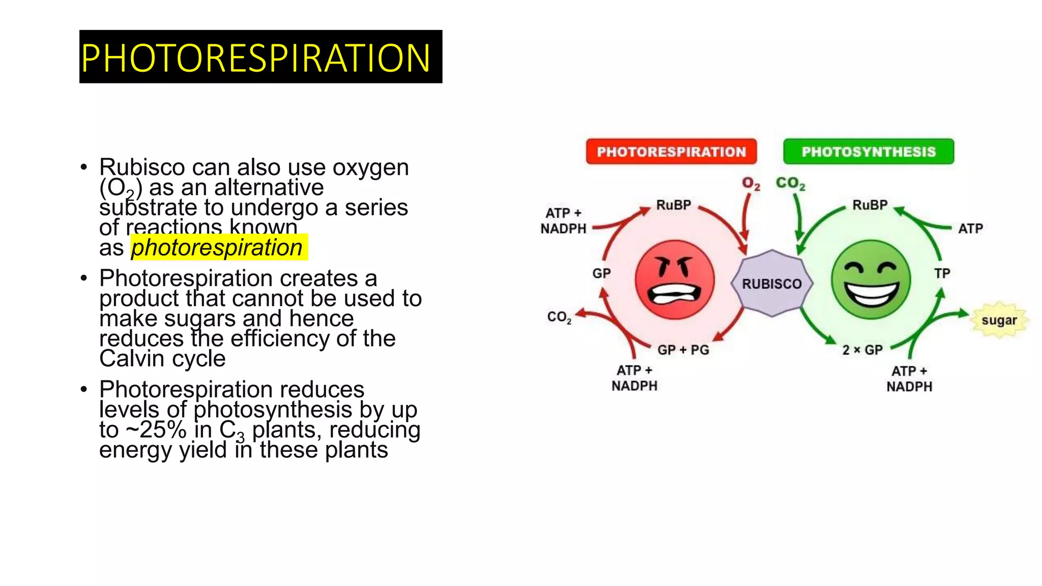 Ch 13 photosynthesis in higher plants xi (1) | PDF
