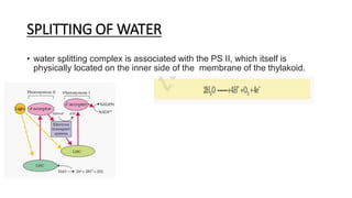 Ch 13 photosynthesis in higher plants xi (1) | PDF