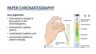Ch 13 photosynthesis in higher plants xi (1) | PDF