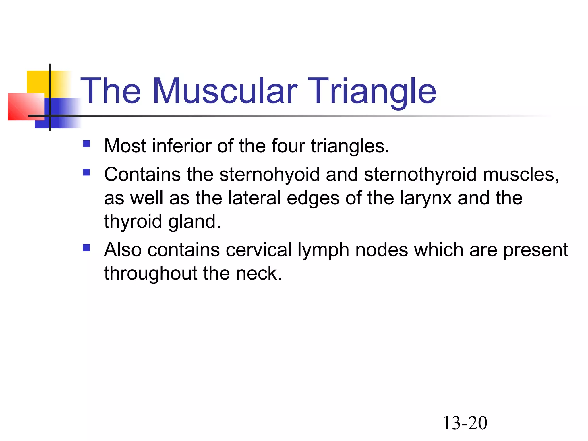 Surface Anatomy | PPT