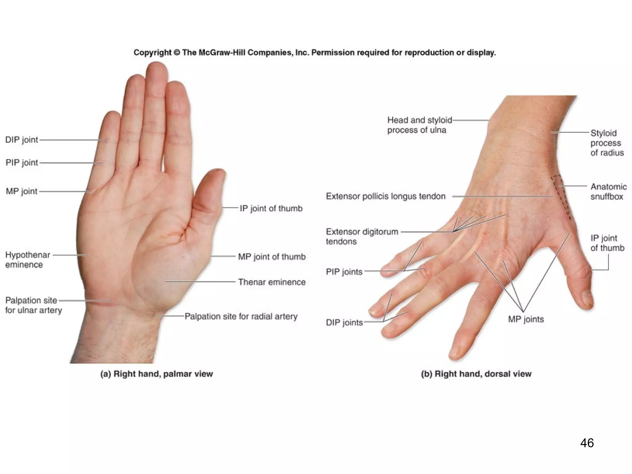 Surface Anatomy | PPT