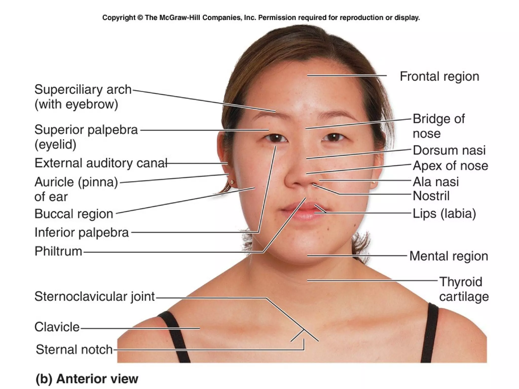 Surface Anatomy | PPT