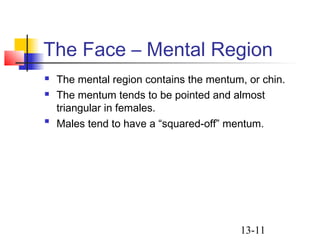 Mental Region Anatomy
