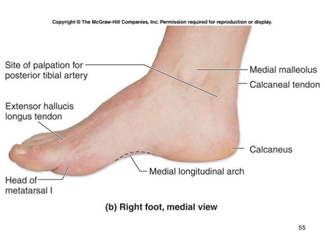 Surface Anatomy Foot