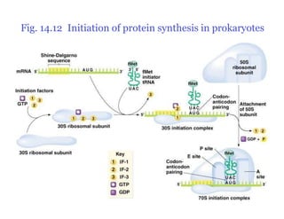 Ch14-2translation.pptx