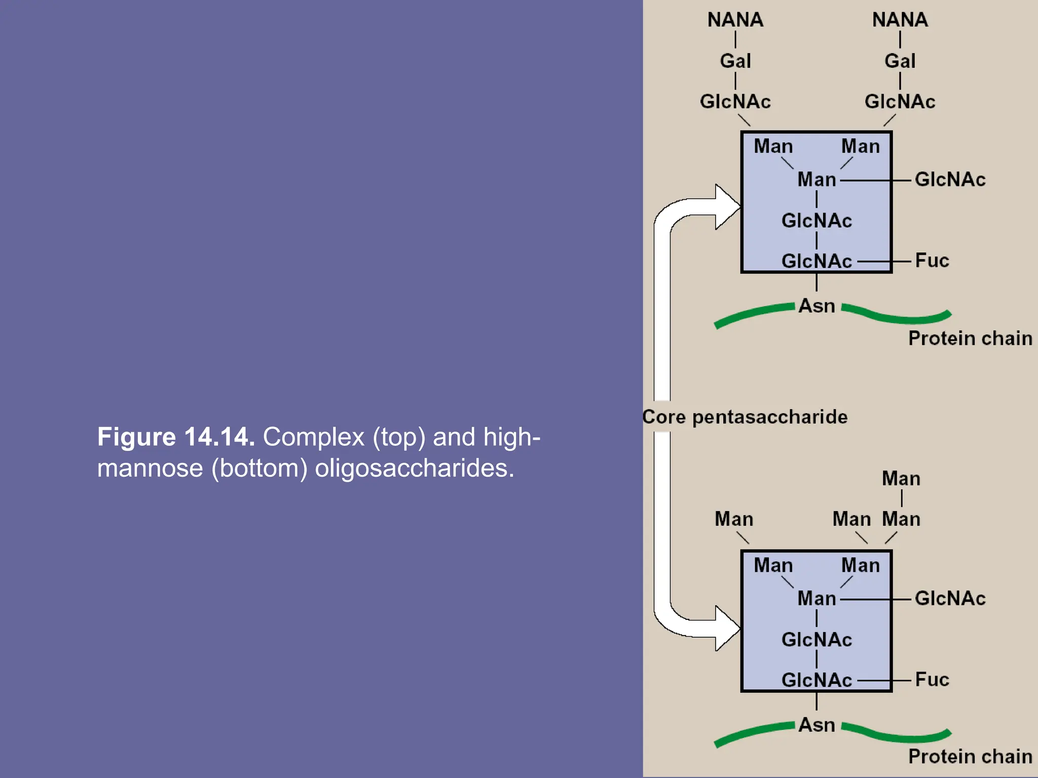 Ch14-glycosaminoglycans-glycoproteins4.pptx