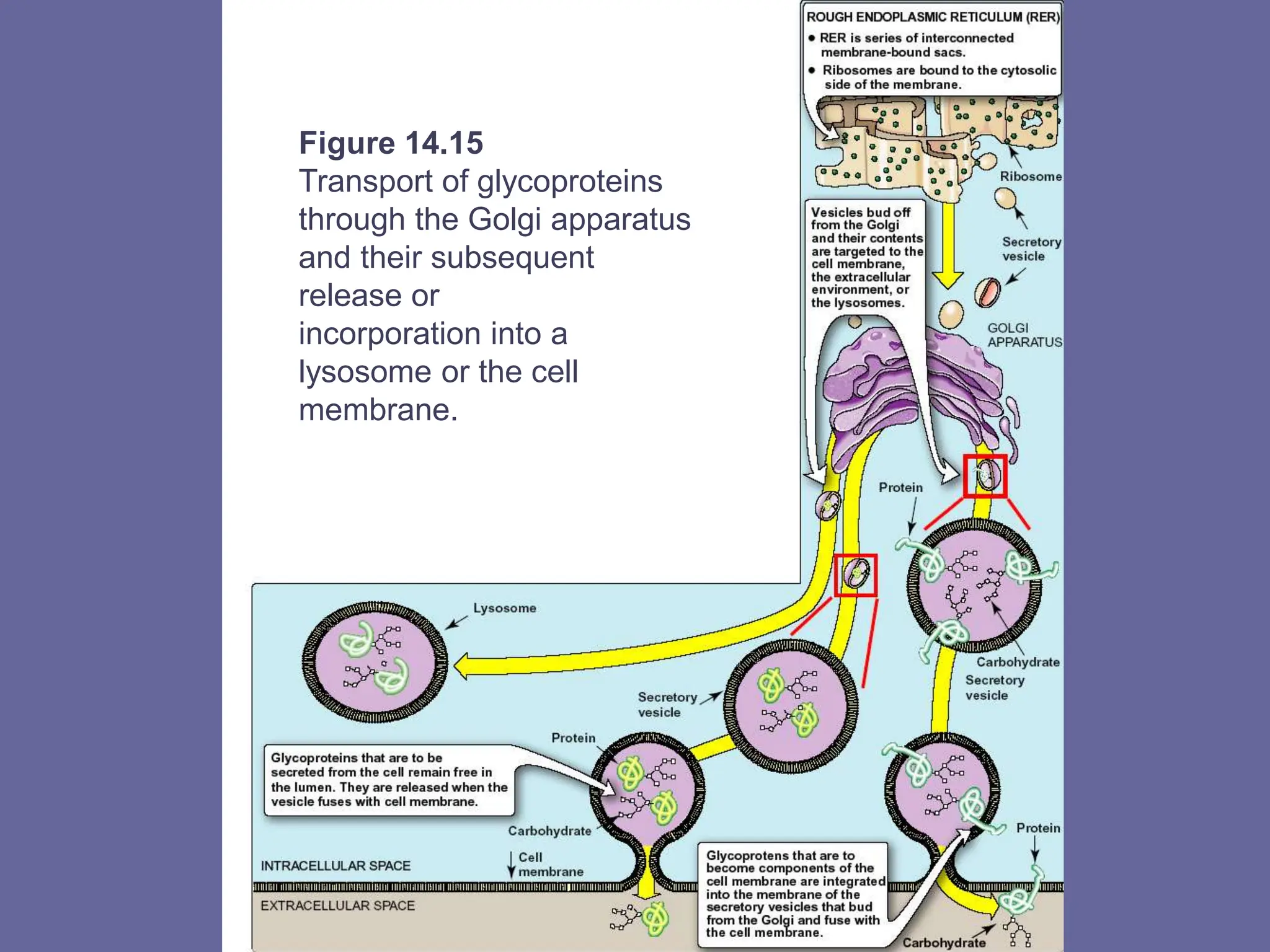 Ch14-glycosaminoglycans-glycoproteins4.pptx