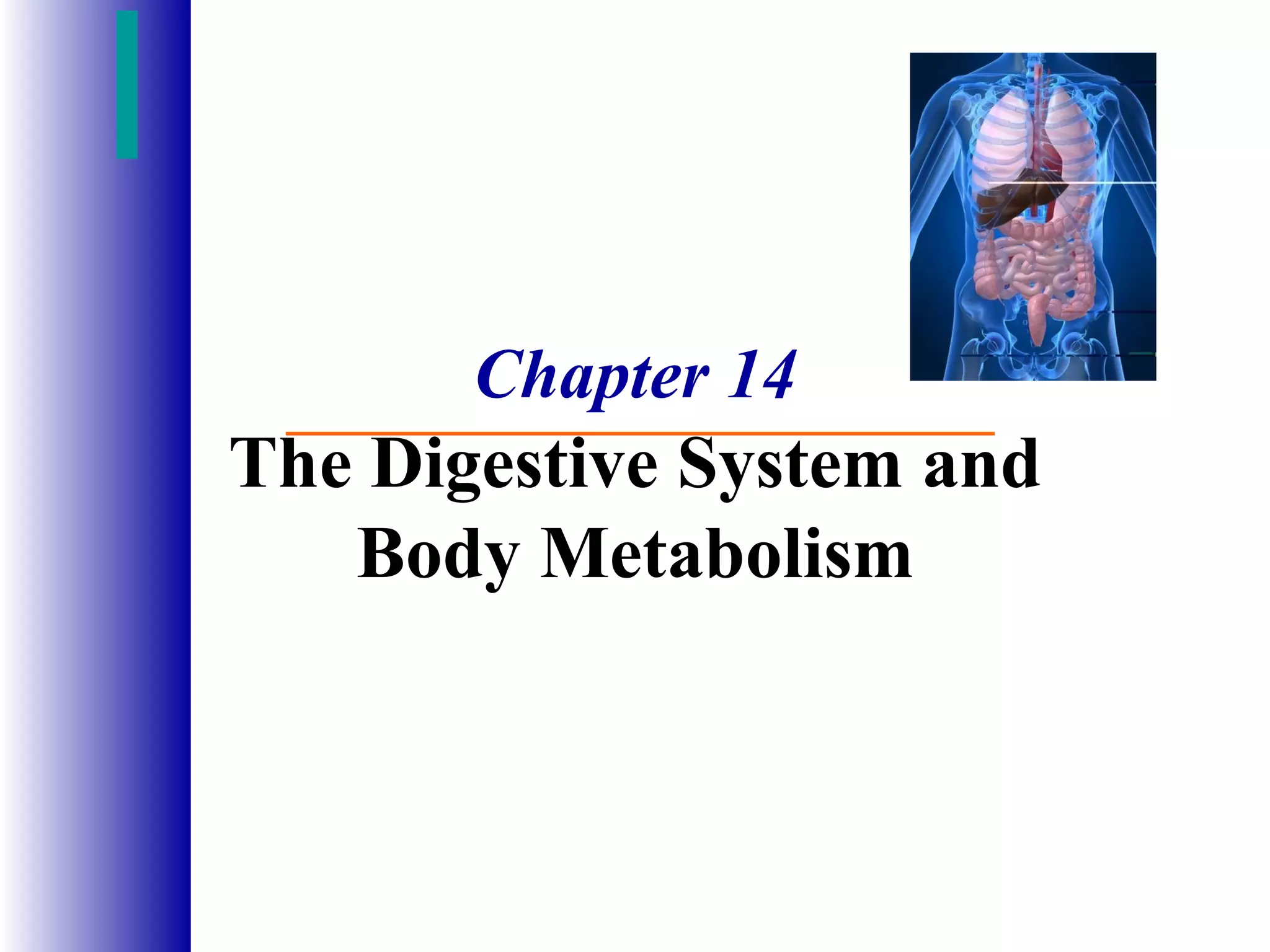 Ch14 Digestive System Overview | PPT