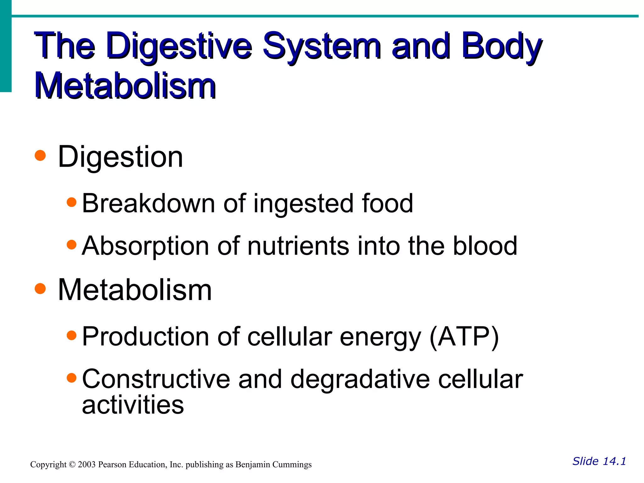 Ch14 Digestive System Overview | PPT