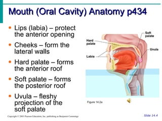 Ch14 Digestive System Overview | PPT
