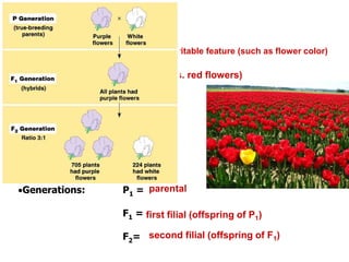 Ch 14 and 15 Genetics notes powerpoint.ppt