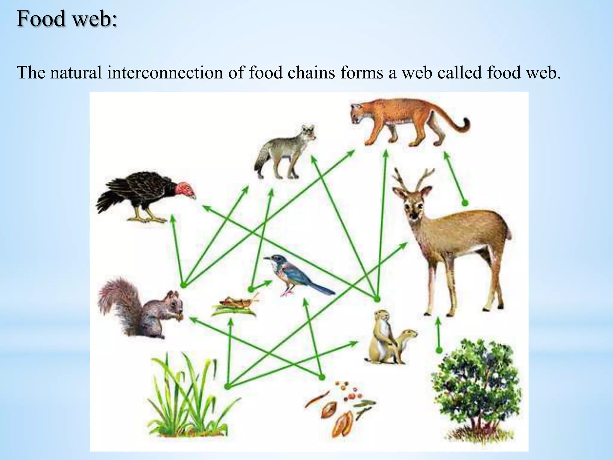 Ch 14 - Ecosystem || Class 12 || | PPTX