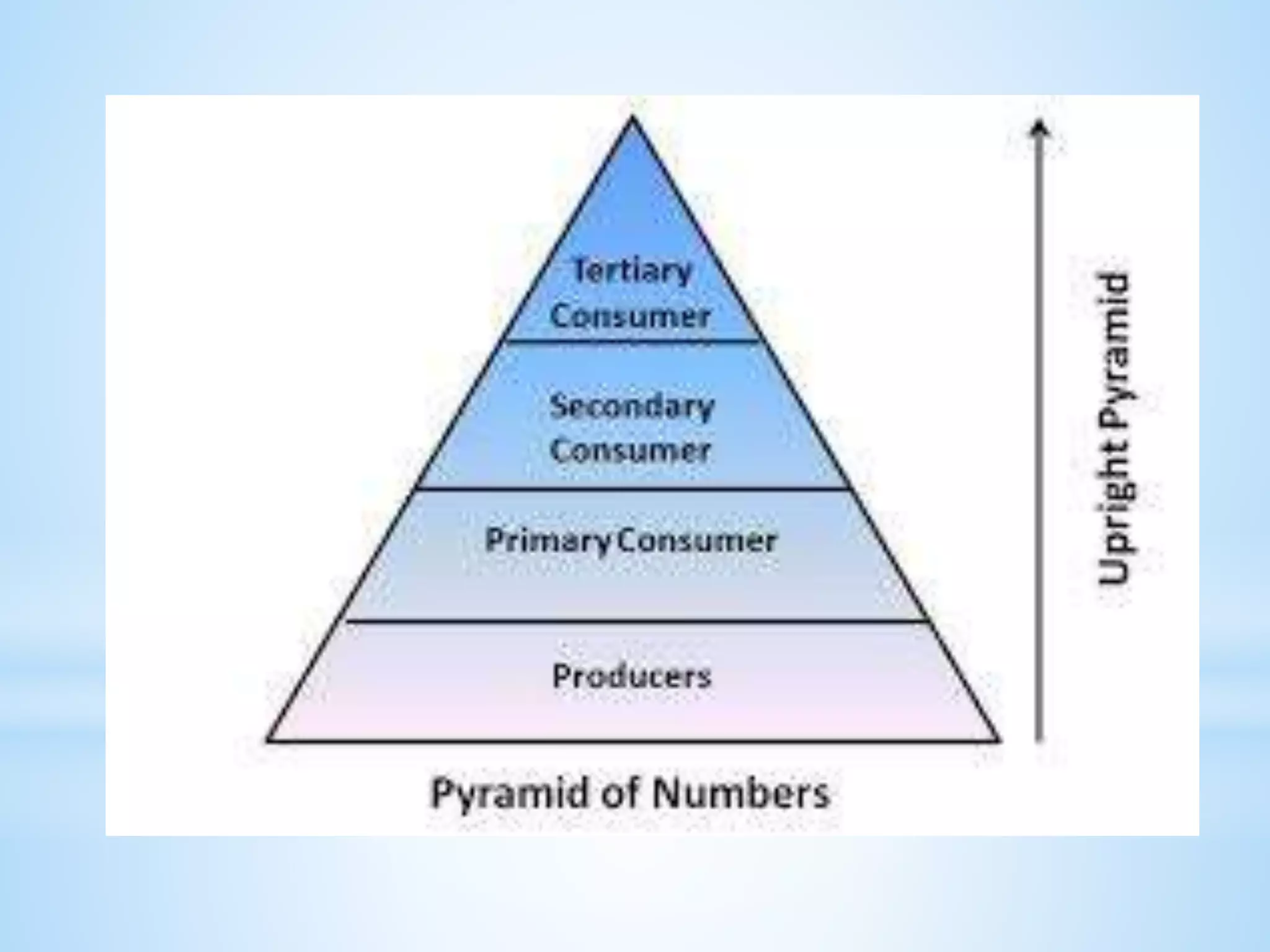 Ch 14 - Ecosystem || Class 12 || | PPTX