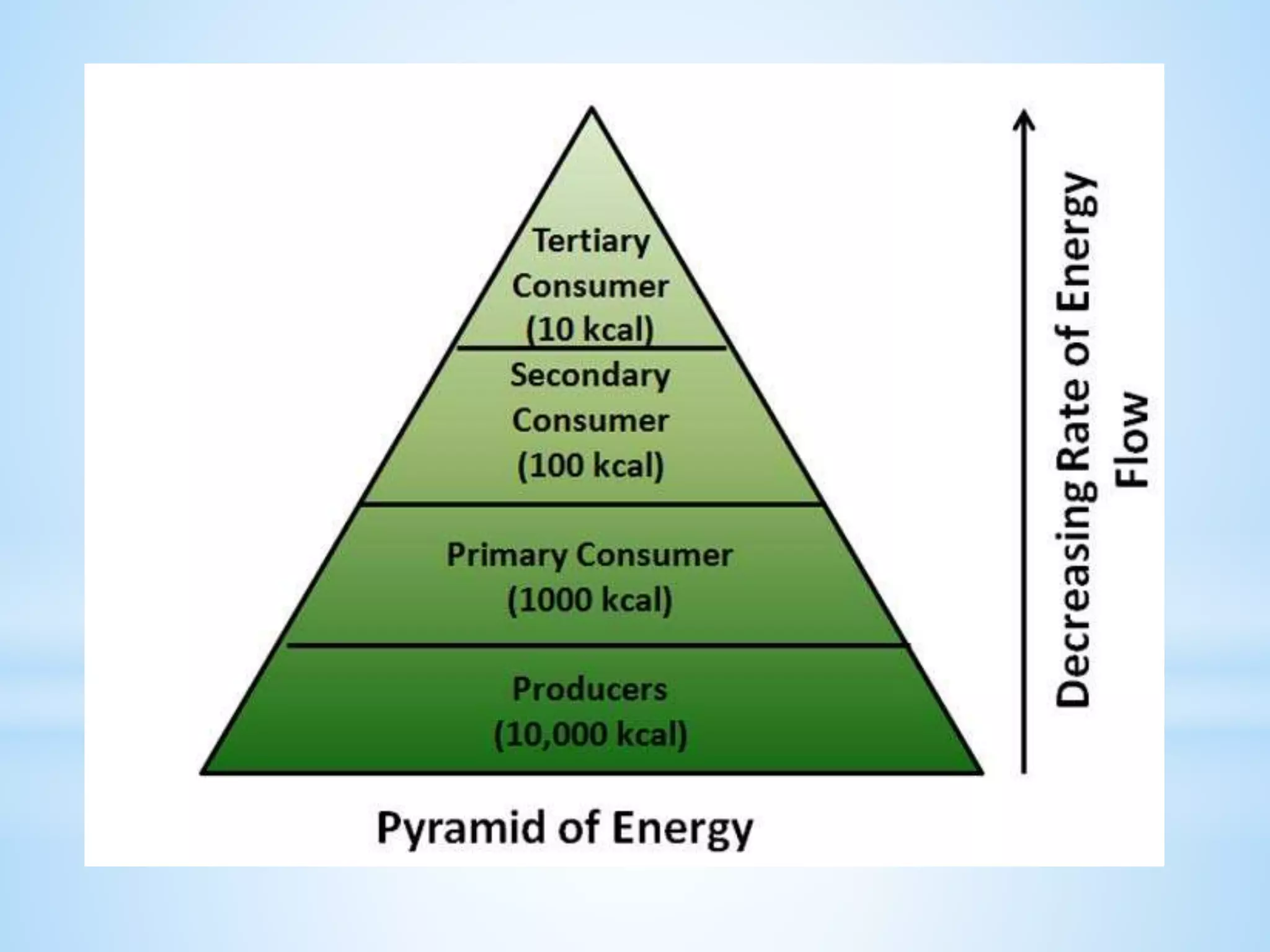 Ch 14 - Ecosystem || Class 12 || | PPTX