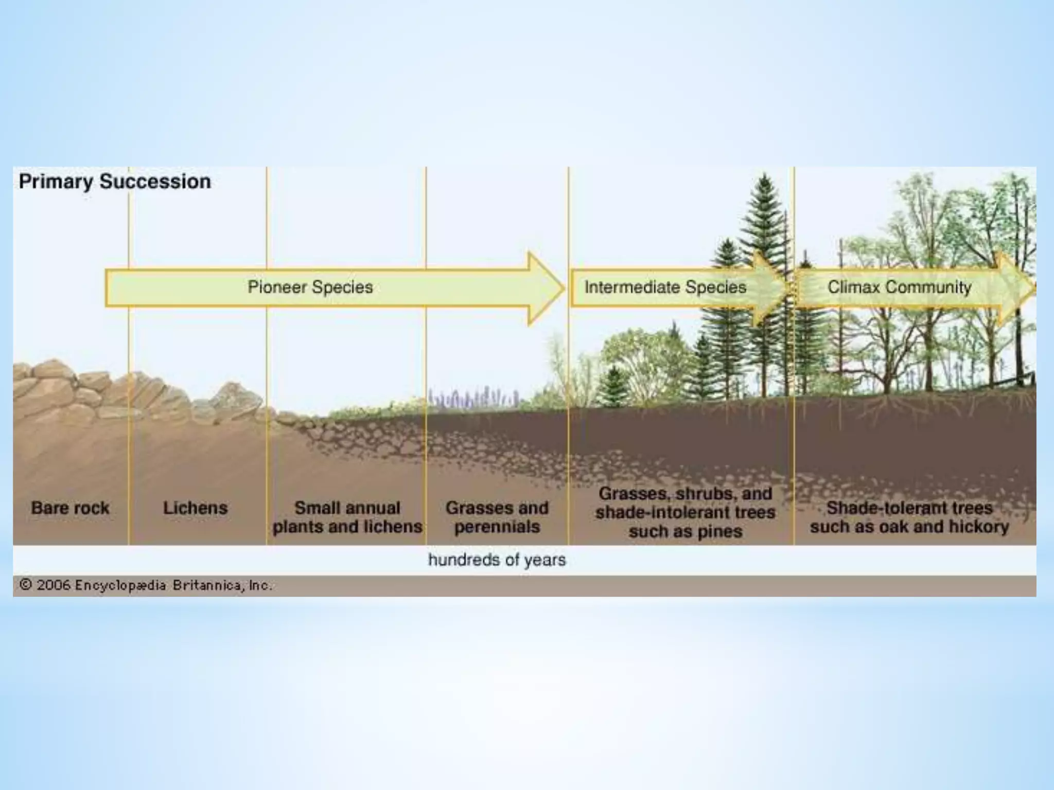 Ch 14 - Ecosystem || Class 12 || | PPTX