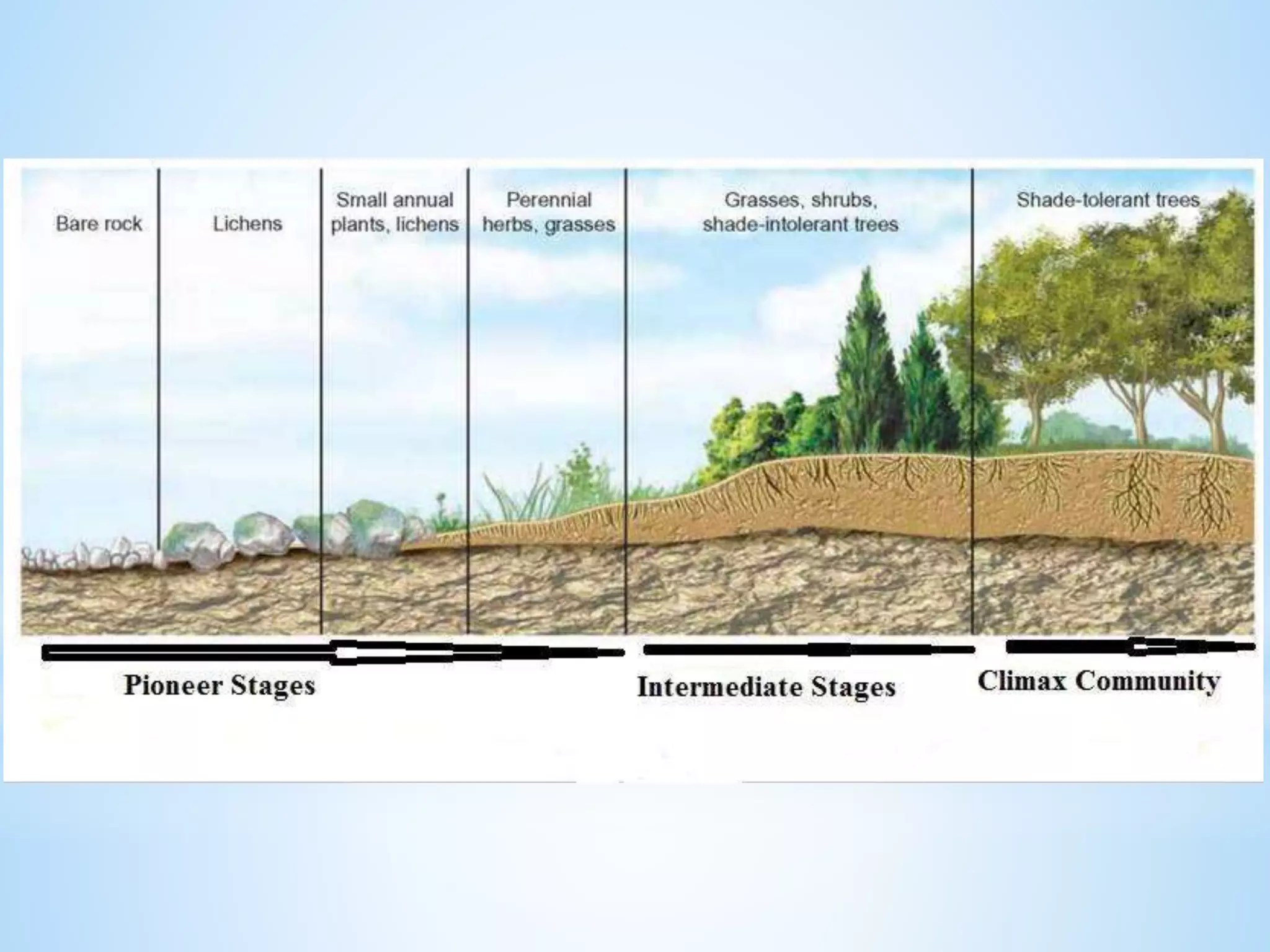Ch 14 - Ecosystem || Class 12 || | PPTX