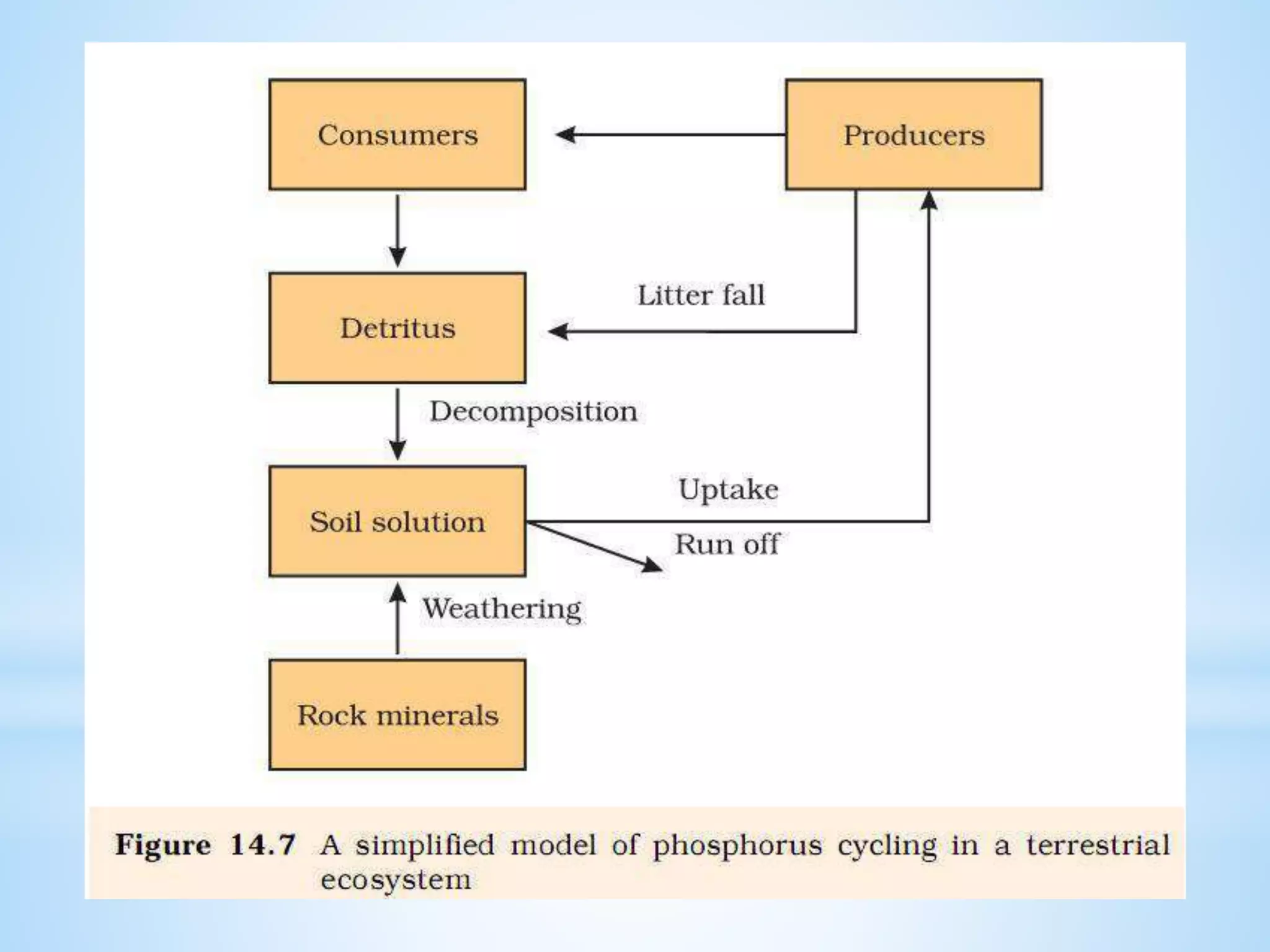 Ch 14 - Ecosystem || Class 12 || | PPTX