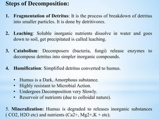 Ch 14 - Ecosystem || Class 12 || | PPTX