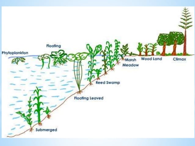 Ch 14 - Ecosystem || Class 12 || | PPTX