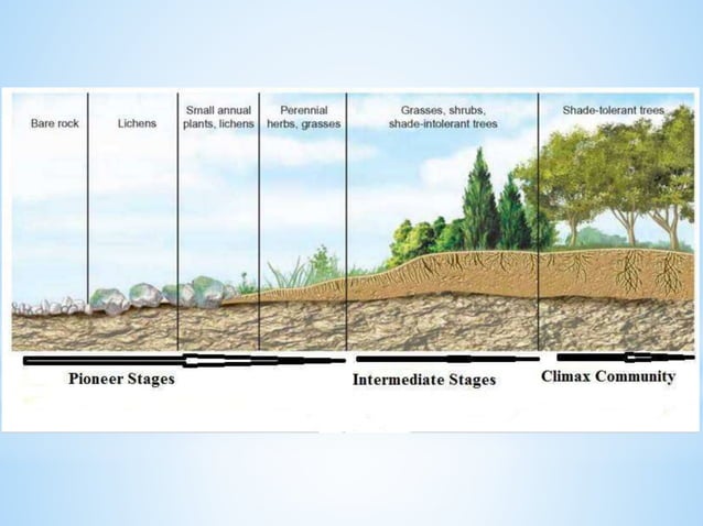 Ch 14 - Ecosystem || Class 12 || | PPTX