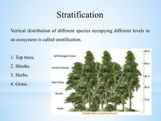 Ch 14 - Ecosystem || Class 12 || | PPTX