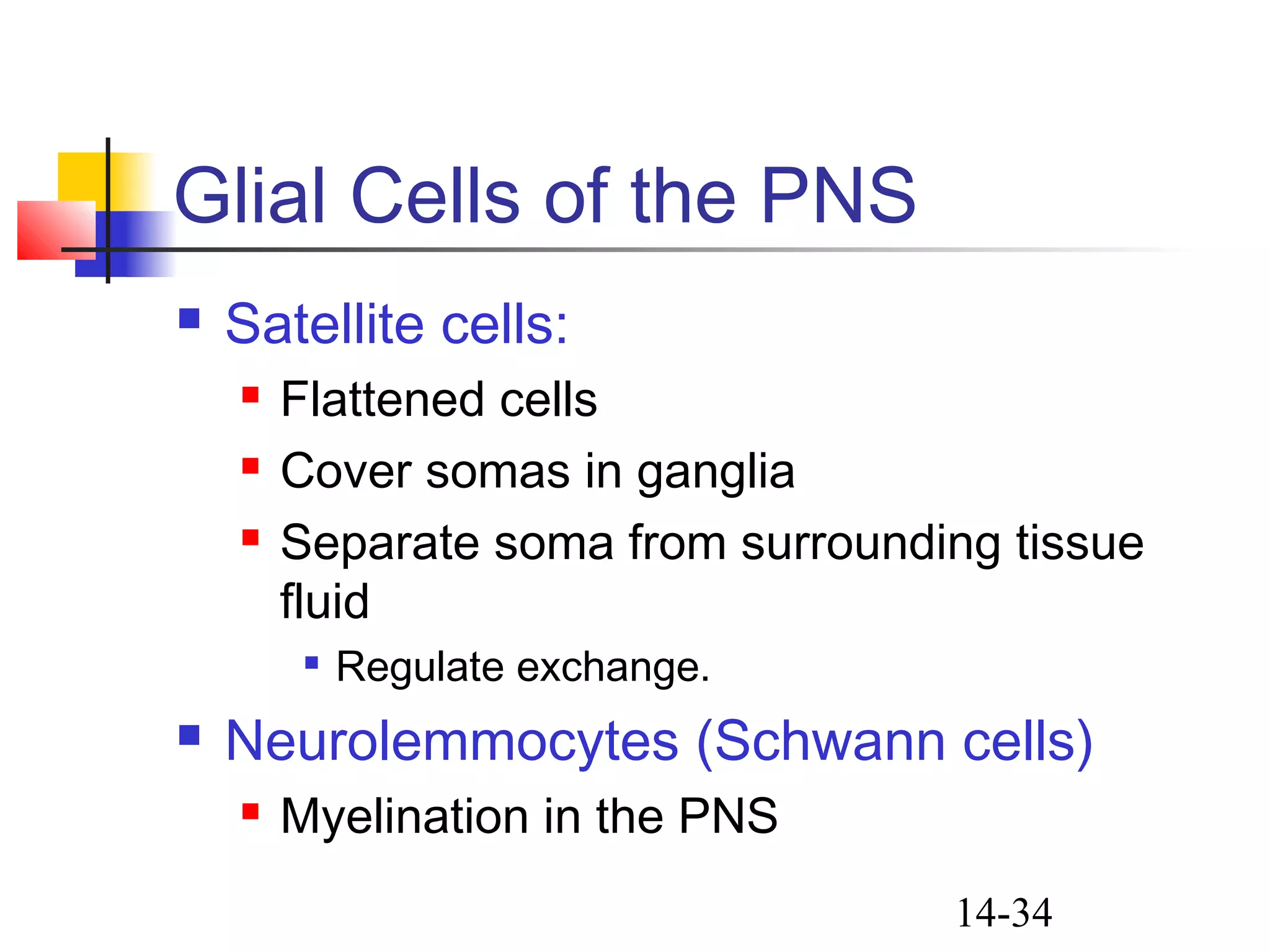 Ch14 nervous tissue | PPT