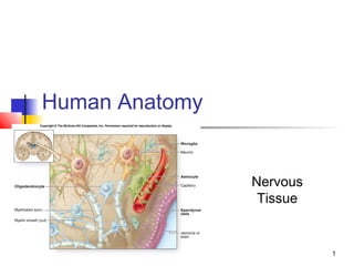 Nervous Tissue Diagram