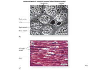 Nervous Tissue Under Microscope