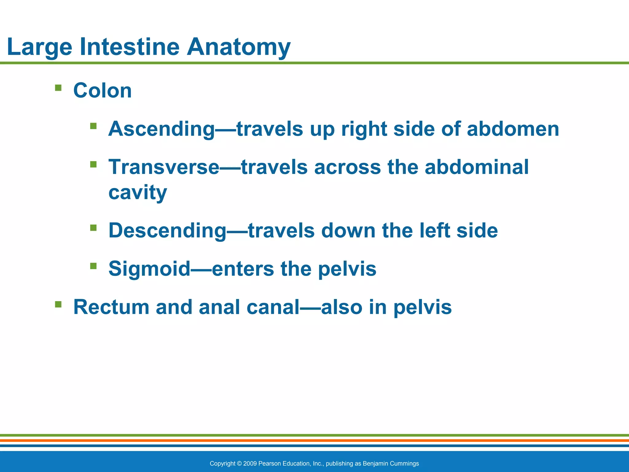Ch14ppt digestive honors | PPT